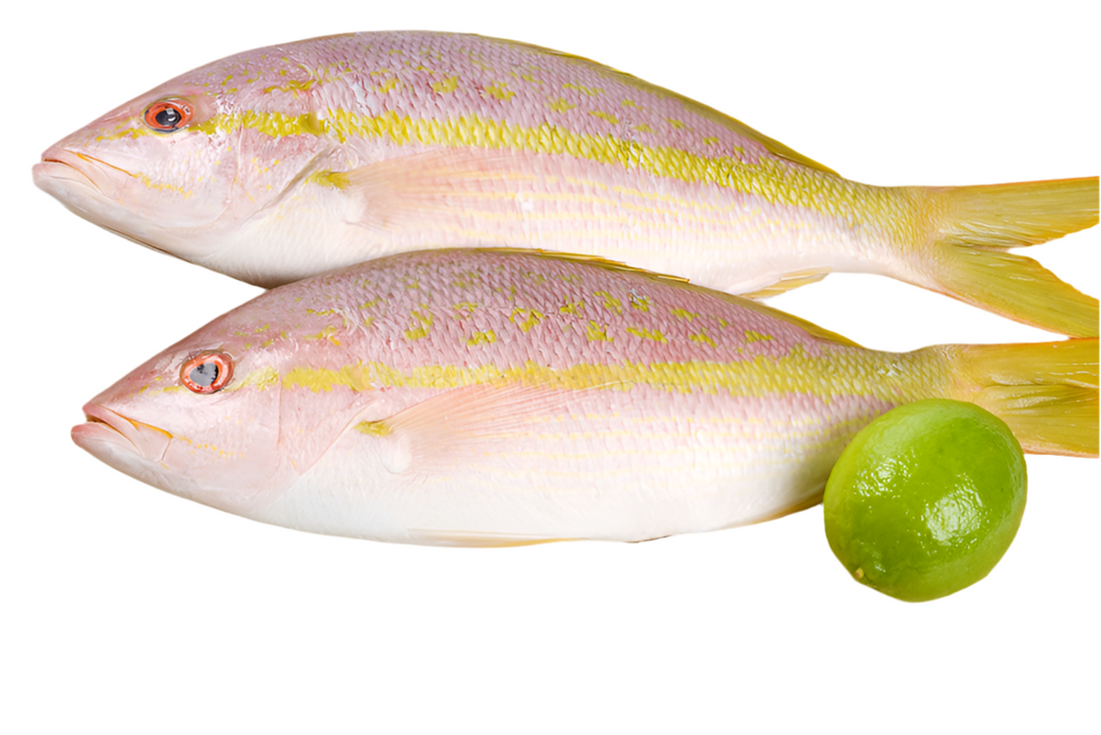 Fresh Yellowtail Snapper – Exotic Express