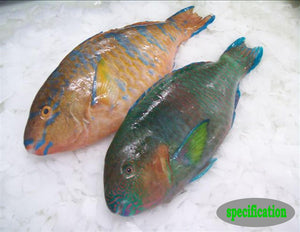 Frozen Parrot Fish 800g – Exotic Express